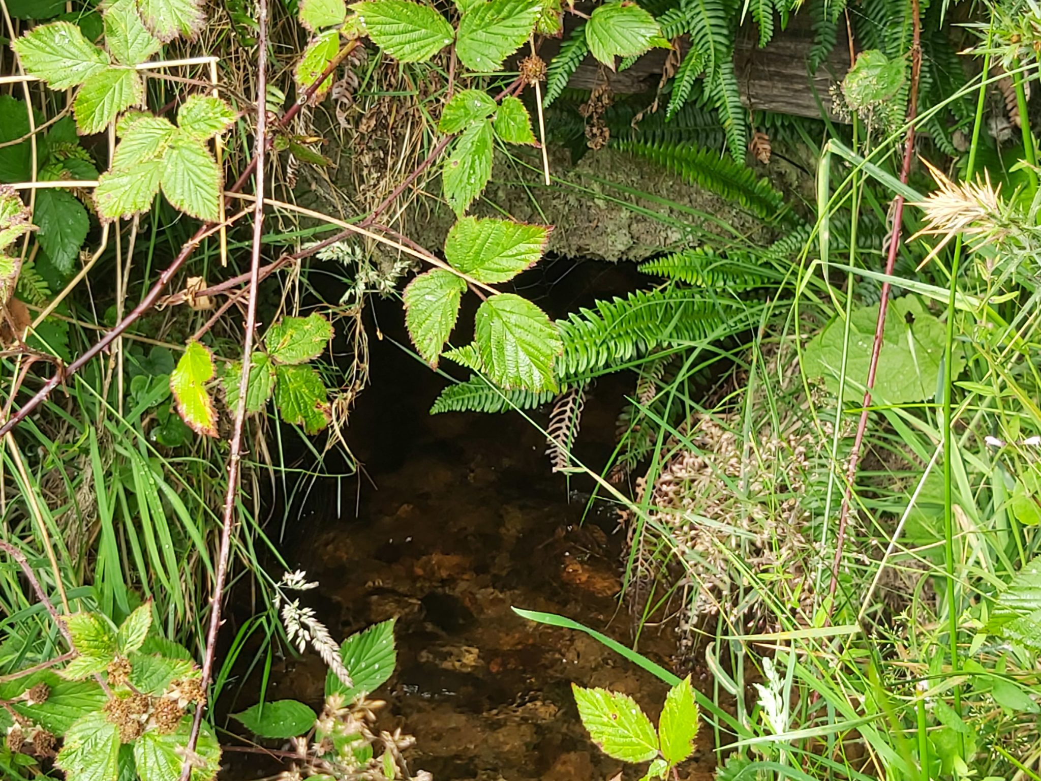 Holne Moor Leats – Dartmoor Explorations