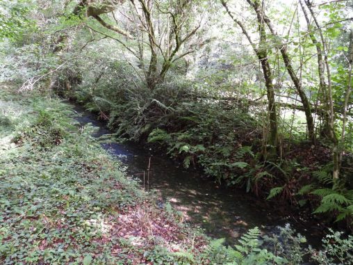 HAMLYNS LEAT FROM HOLY BROOK TO UPPER (HAMLYNS) MILL AT BUCKFAST ...