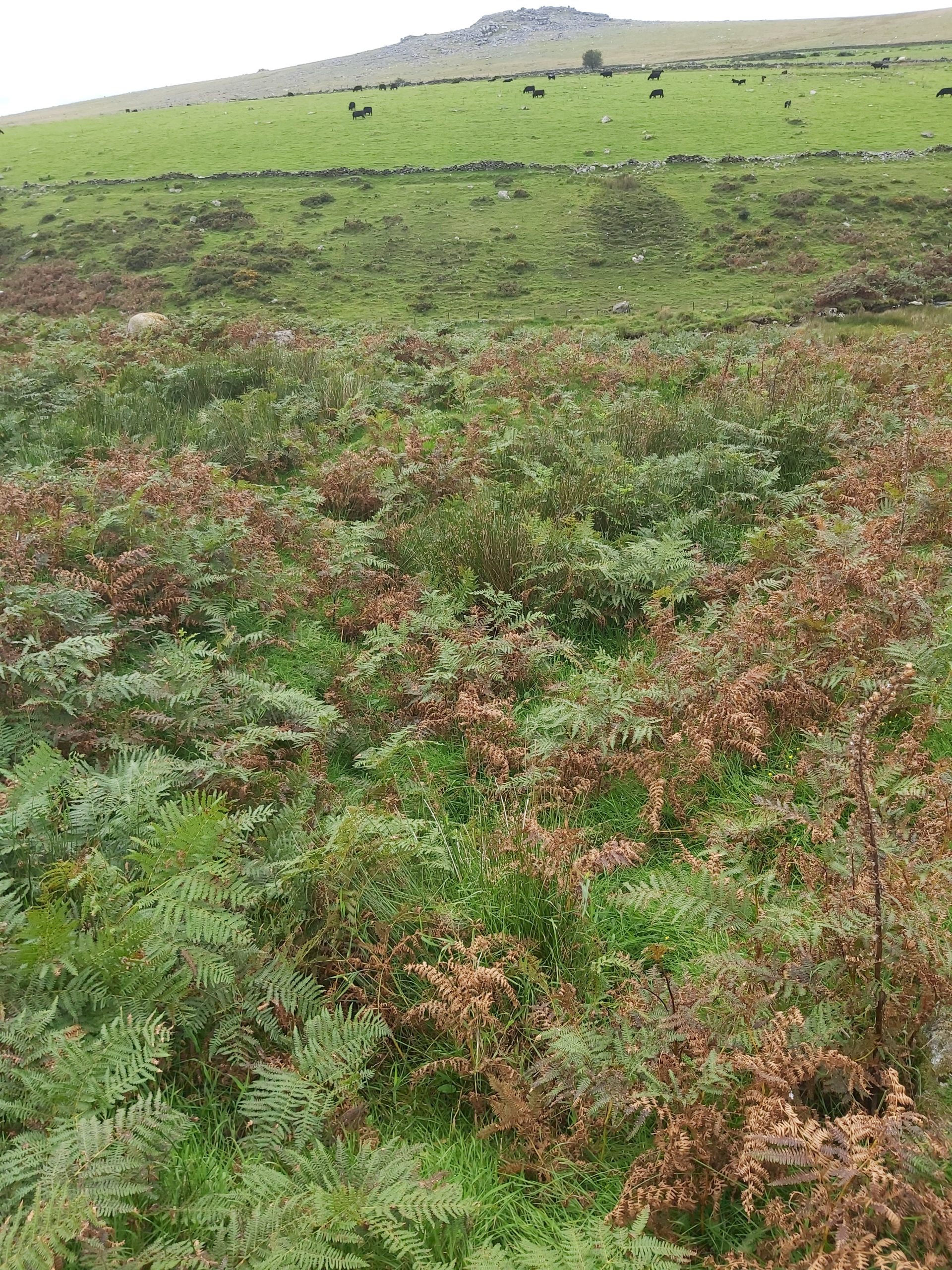 River Walkham Longhouses – Dartmoor Explorations