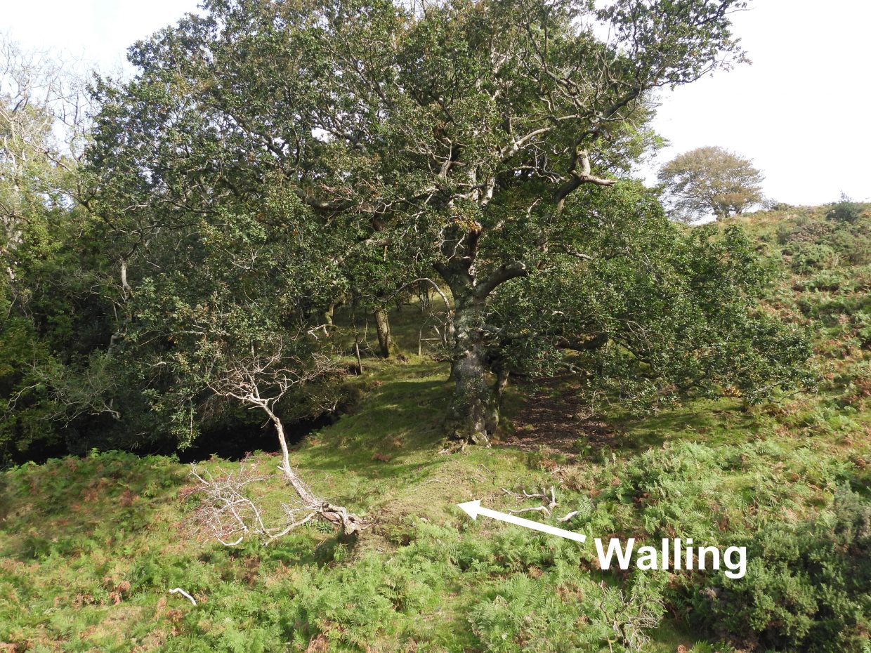 Tor Wood Mine – Dartmoor Explorations