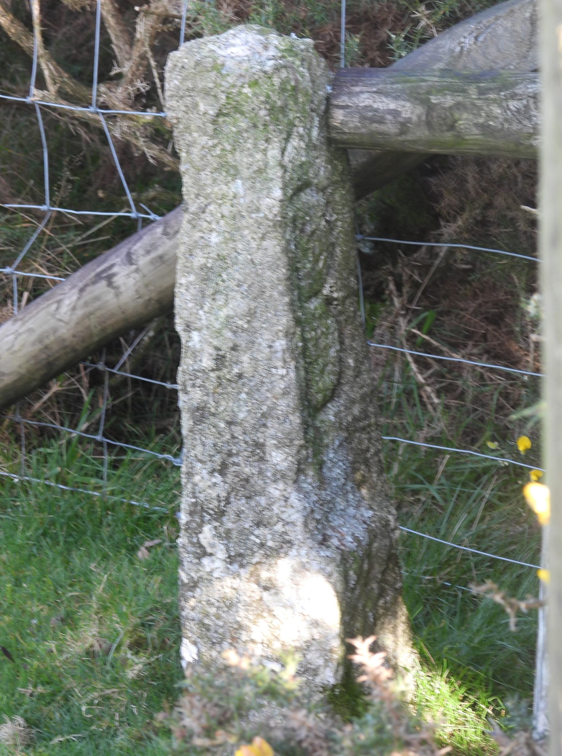 Cholwell Boundary Stones – Dartmoor Explorations