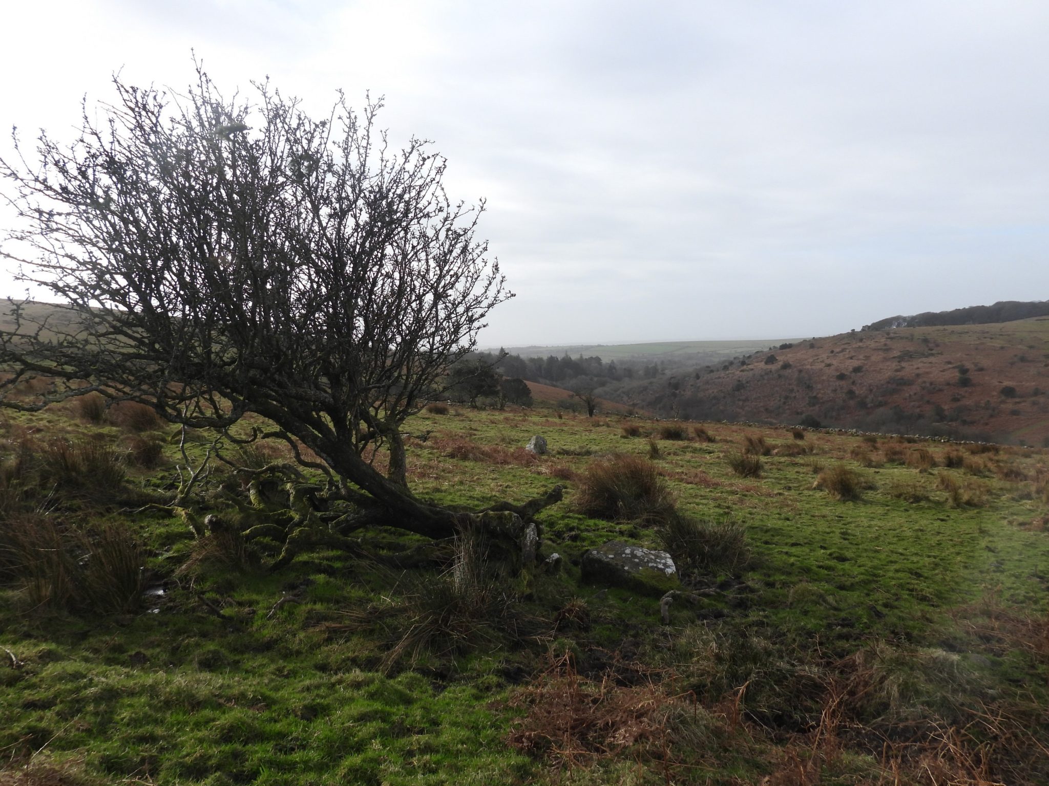 Lower Piles Medieval Farmstead and Settlement – Dartmoor Explorations