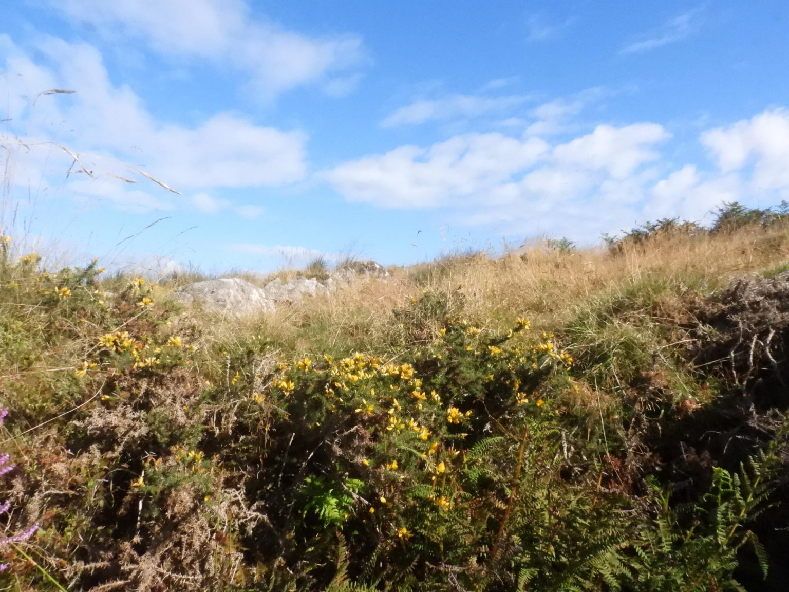 WILLSWORTHY TARGET TRAMWAYS – Dartmoor Explorations