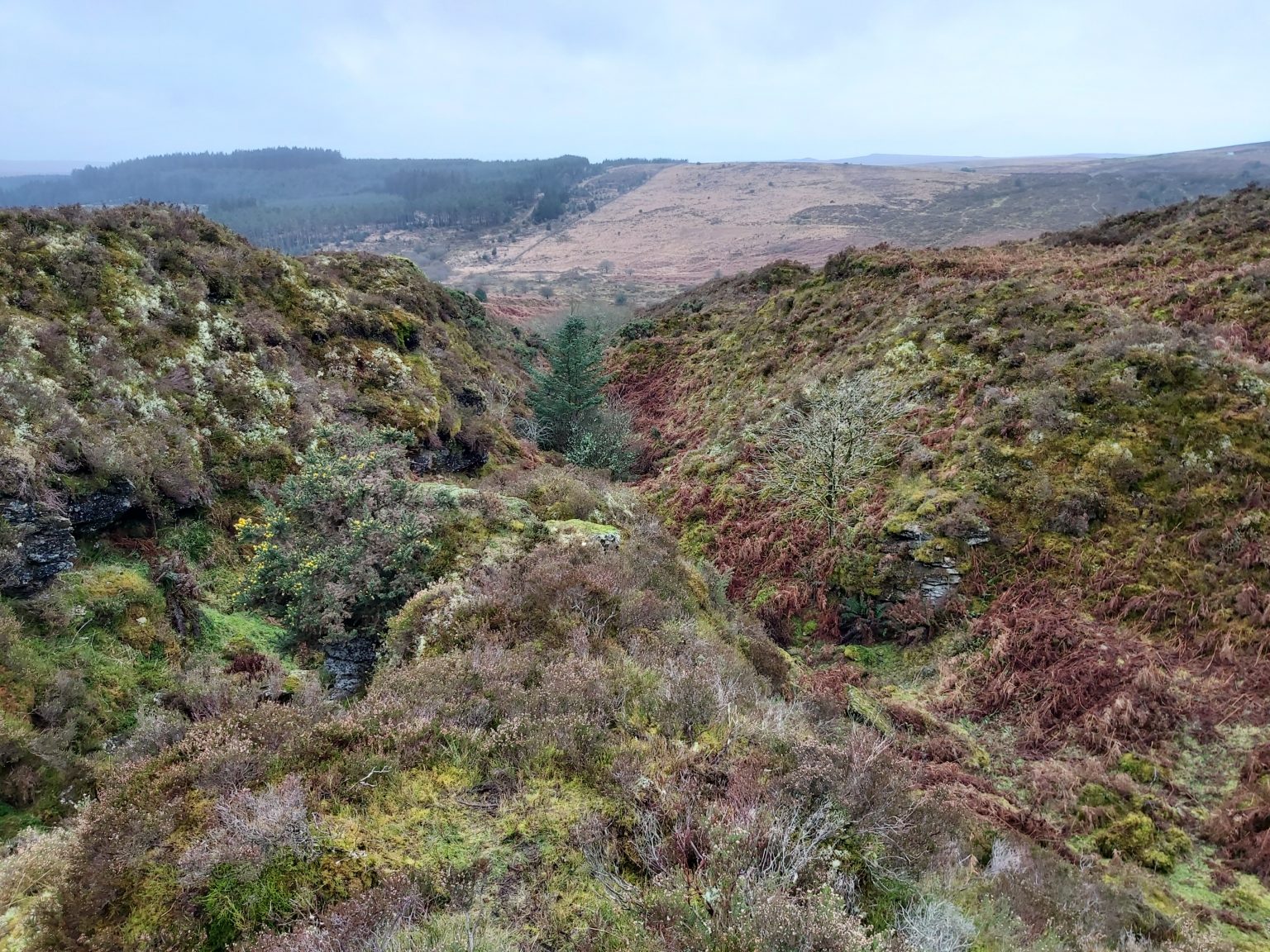 Dartmoor Birds – Dartmoor Explorations