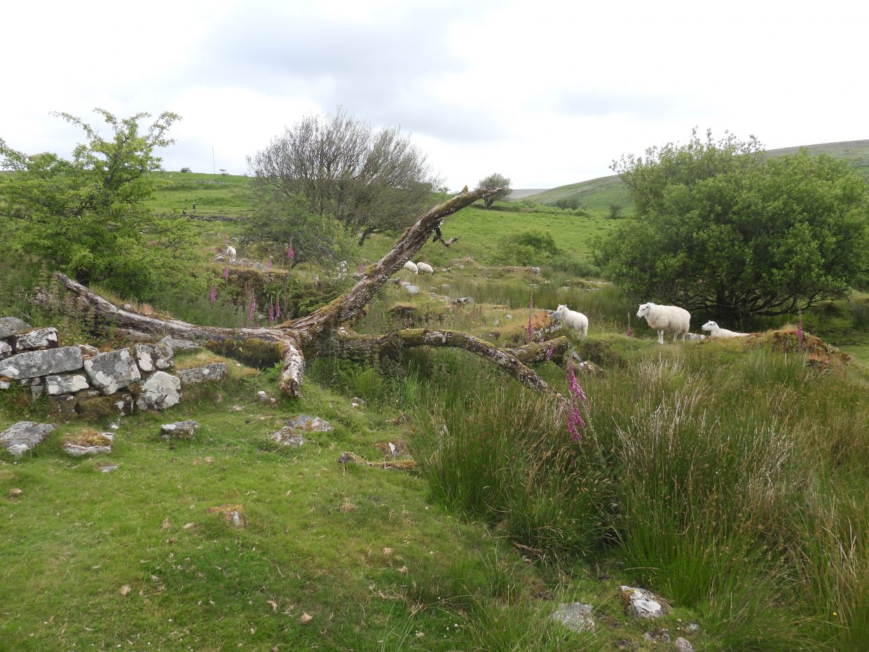 Stanlake (Stenlake) Farm – Dartmoor Explorations