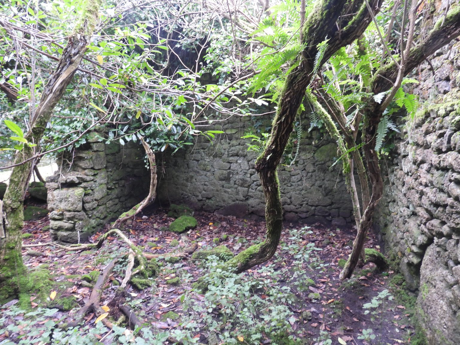 Holwell Lane Commons Farmstead – Dartmoor Explorations